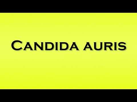 Pronunciation of Candida auris