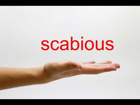 How to Pronounce scabious - American English