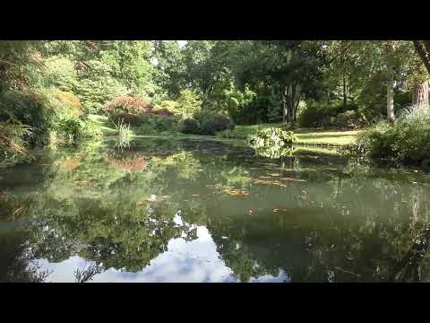 4K Lively Wallpaper - Exbury Gardens
