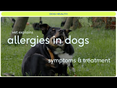 Does your dog have allergies? Common Symptoms + Treatment