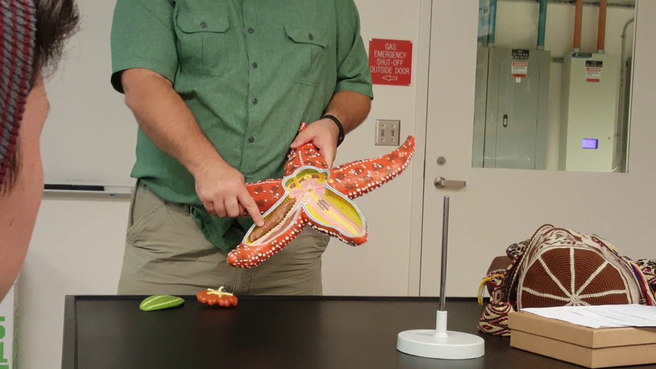 Starfish Anatomy