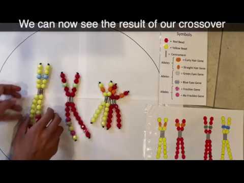Meiosis Lab