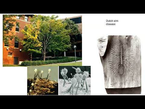 Vascular diseases