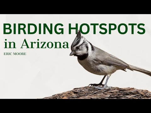 Birding Hotspots in Yavapai County, Arizona