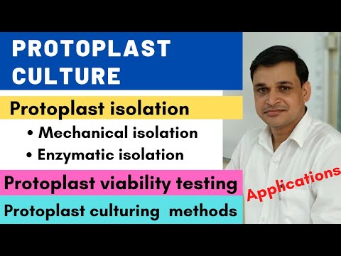 Protoplast culture - Isolation, culturing technique and applications
