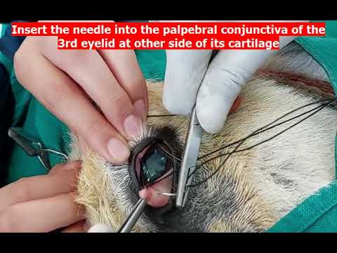 Third eyelid flap technique for supporting corneal ulcer (Experimental model in donkey)