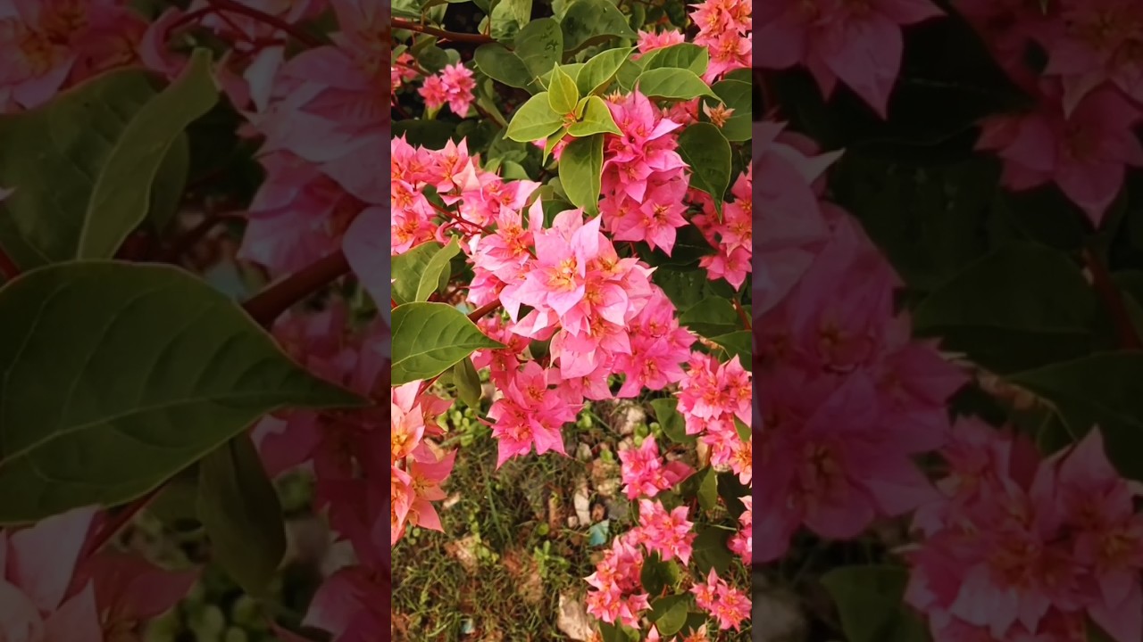 Bougenville ID hawai pink soft beauty #bougainvillea #tanamanhias #flowers #bunga #garden #shorts