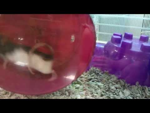 Rat on exercise wheel cardio