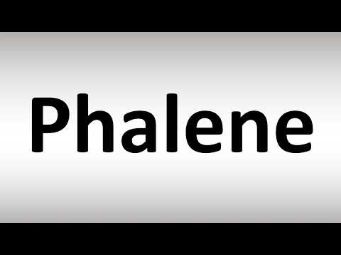 How to Pronounce Phalène (Dog Breed, French)