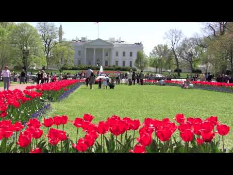 White House Wonderful World