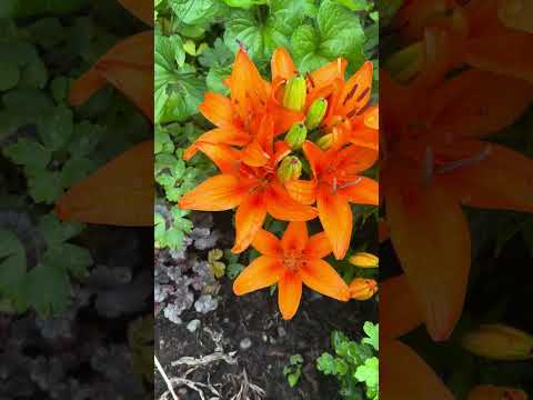 Gardening - (Flowers) Orange Lilies 2025 #flowers #plants #garden #gardening #outdoors #flower