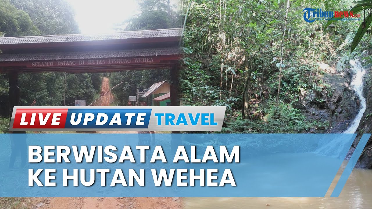 Menilik Hutan Lindung Wehea di Kutai Timur, Hutan Tropis Indonesia yang Memiliki Keragaman ...