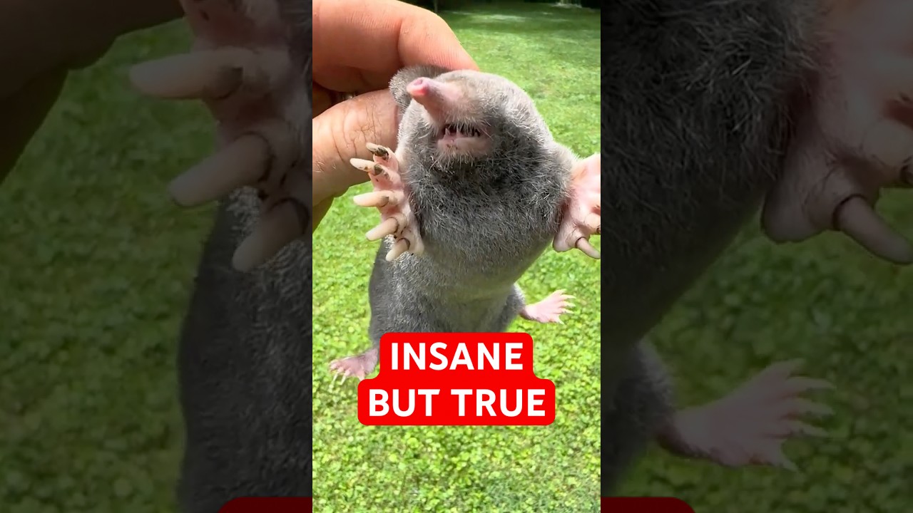 5 Insane Animal Secrets That Nobody Ever Told You