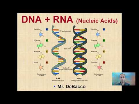 DNA + RNA (Nucleic Acids)