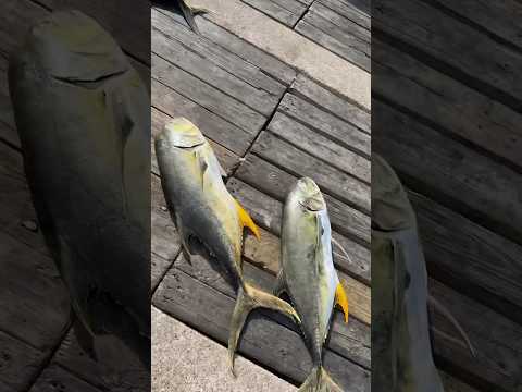 Look at all those jacks! Galveston 91st fishing pier was on fire. π₯