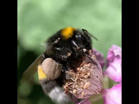 Buzz pollination