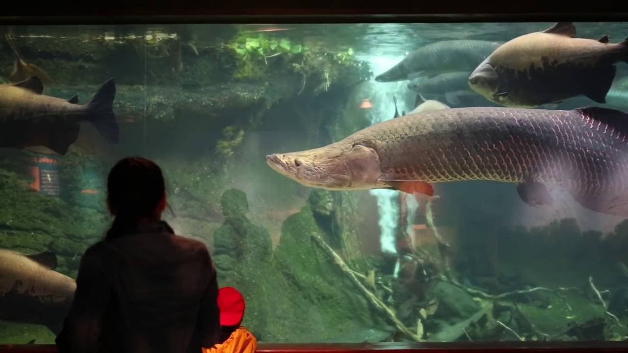 #ZooVets: Arapaima Procedure