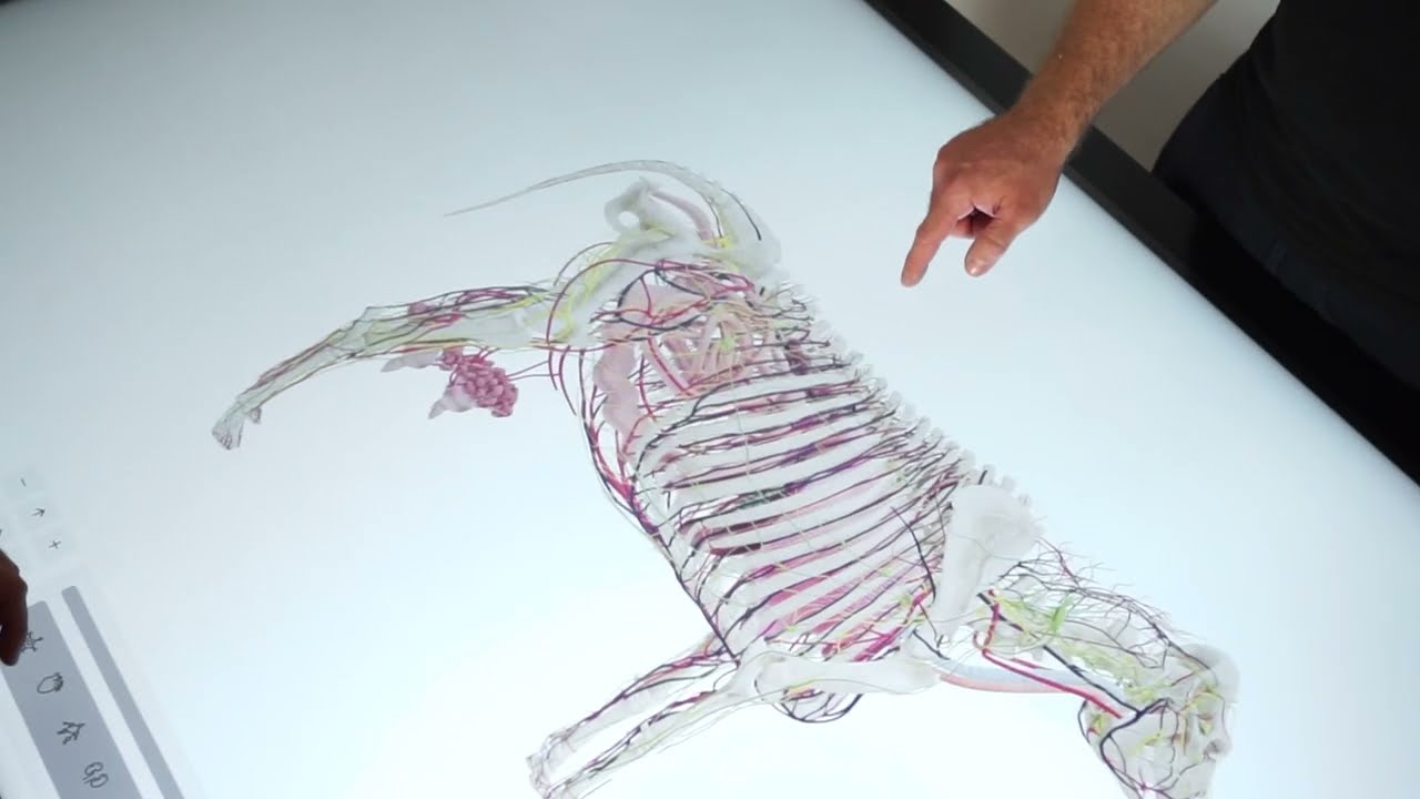 Vetty Table – Interactive 3D Veterinary Anatomy Table for Education & Training