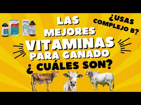 VITAMINAS PARA GANADO: ¿CUÁLES NECESITA TU GANADO? / ¿USAS COMPLEJO B?