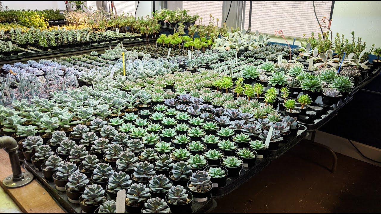 The Flyleaf Succulents Event Winter Layout