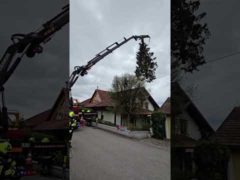 Baum lehnt an Nachbargebäude