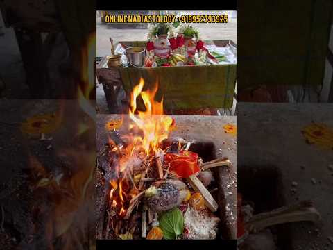 NADI JYOTHISHAM /best nadi astrology vaitheeswarankoil/nadi jothidam Tamil #shorts #astrology #love