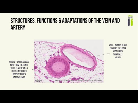 IGCSE Biology Revision - Part 9 - Blood Vessels