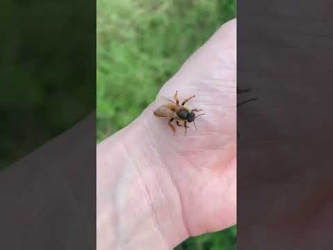The Queen Bee is Not the Leader!