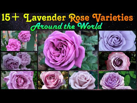 120 - 15+ Lavender Rose Varieties Around The World || Sterling Silver, Blue For You etc | Floral G.
