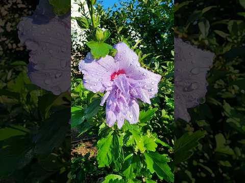 The Astonishing Beauty of the Rose of Sharon: A Must-See