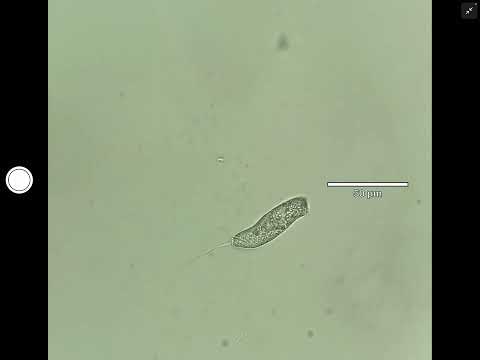 Secret Life of Bugs: Flagellate