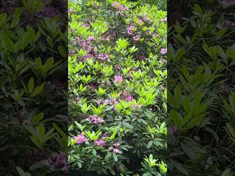 native rhododendrons | late bloomers