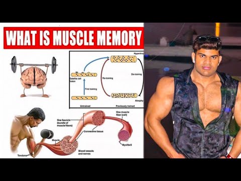 What is muscle memory? | Regain muscle with muscle memory full explained in ( Hindi & Urdu )