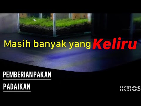 Cara Pemberian Pakan Pada Ikan | Adlibitum dan Adsatiation