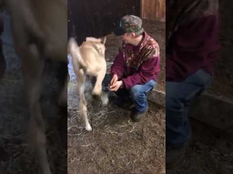 OMG! Hard to believe the foal KICKED her dadπβ₯οΈ #funnyhorsevideos #foal #shorts #horse