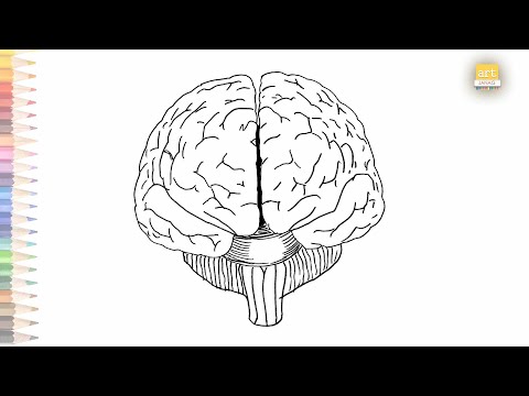 Brain Diagram Front View Sketch easy | How to draw Human Brain Diagram Front View step by step