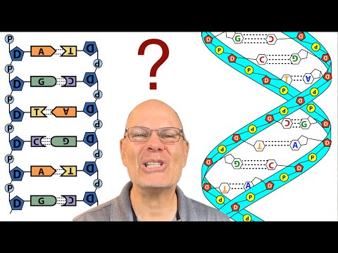 7 Things to Know about DNA structure