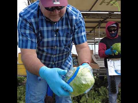 How Iceberg Lettuce is Harvested