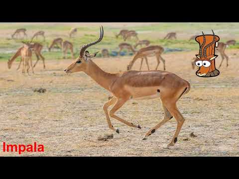 Animals start with I / Alphabet animals / I is for / abecedario en ingles / Alphabetimals for kids