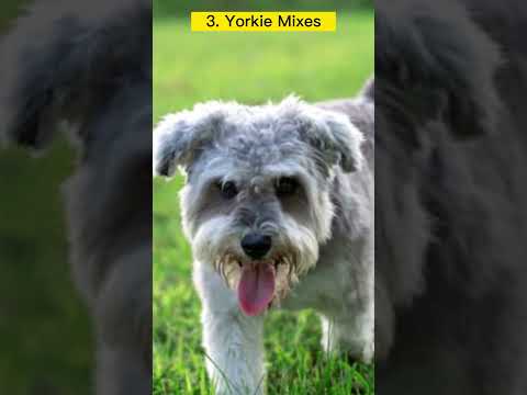 Top 7 Types of Yorkie Breeds in the World #shorts #animals #dog