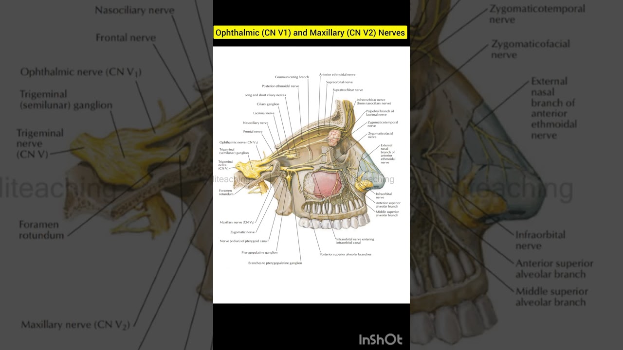 Ophthalmic (CN V1 ) and Maxillary (CN V2 ) Nerves | Nasal region | human anatomy | @inditeaching