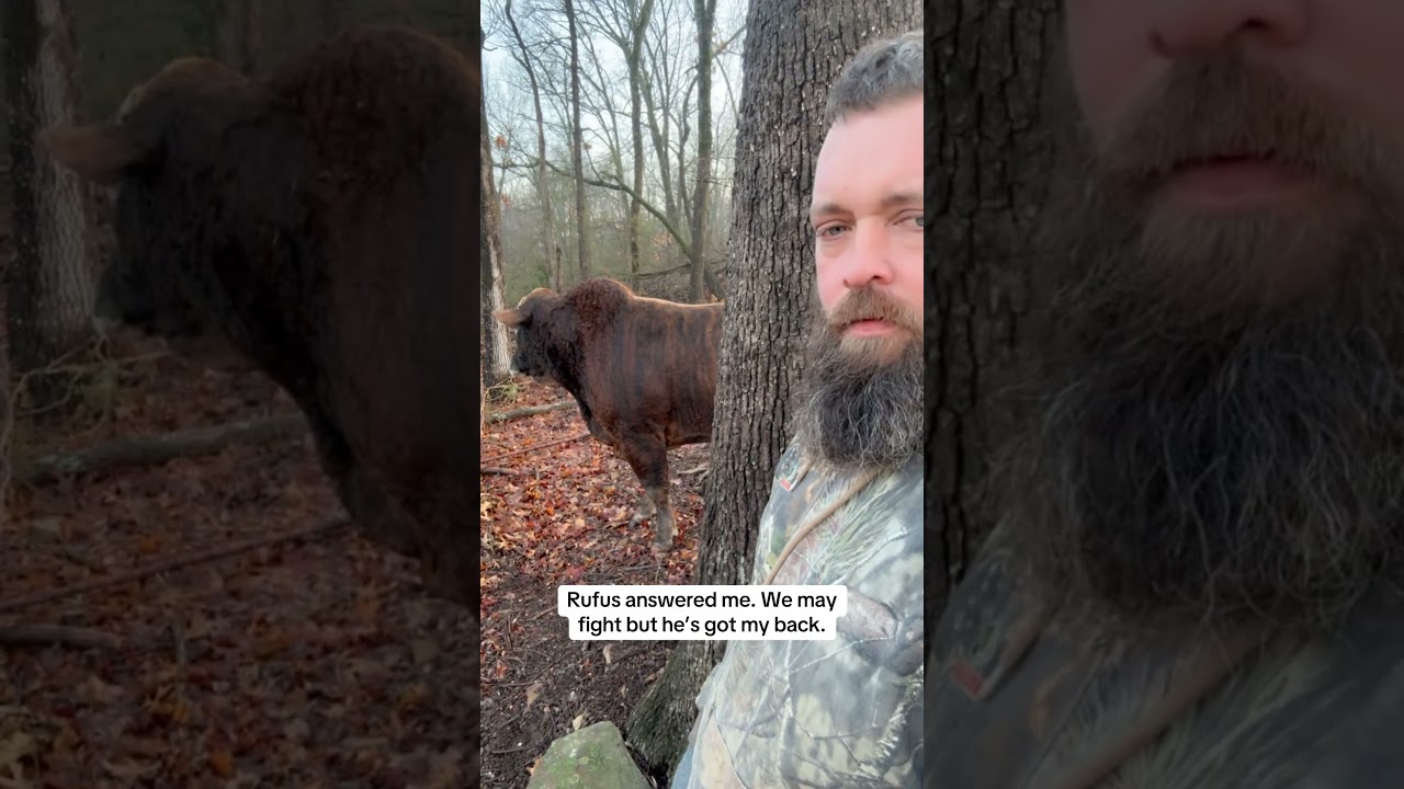 Rufus to the rescue! #rufusthebull #cow #bull #cattlefarm