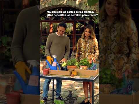 Plants in Spanish #shorts #series #spanishlistening