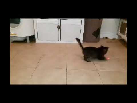 Cat for adoption - Fifi (bonded with Faith), a Domestic Medium Hair Mix ...