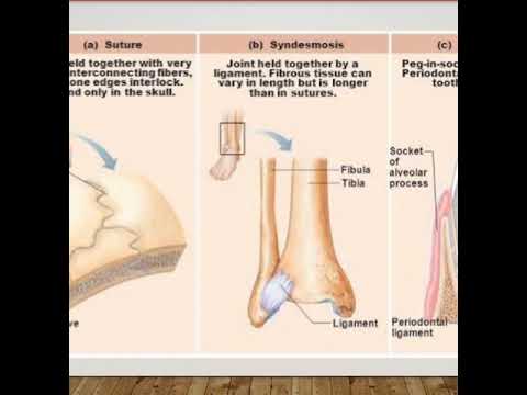 FIBROUS JOINTS AND IT'S TYPES💞💥