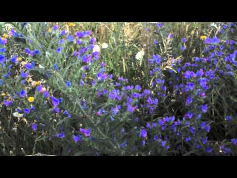 Viper's Bugloss