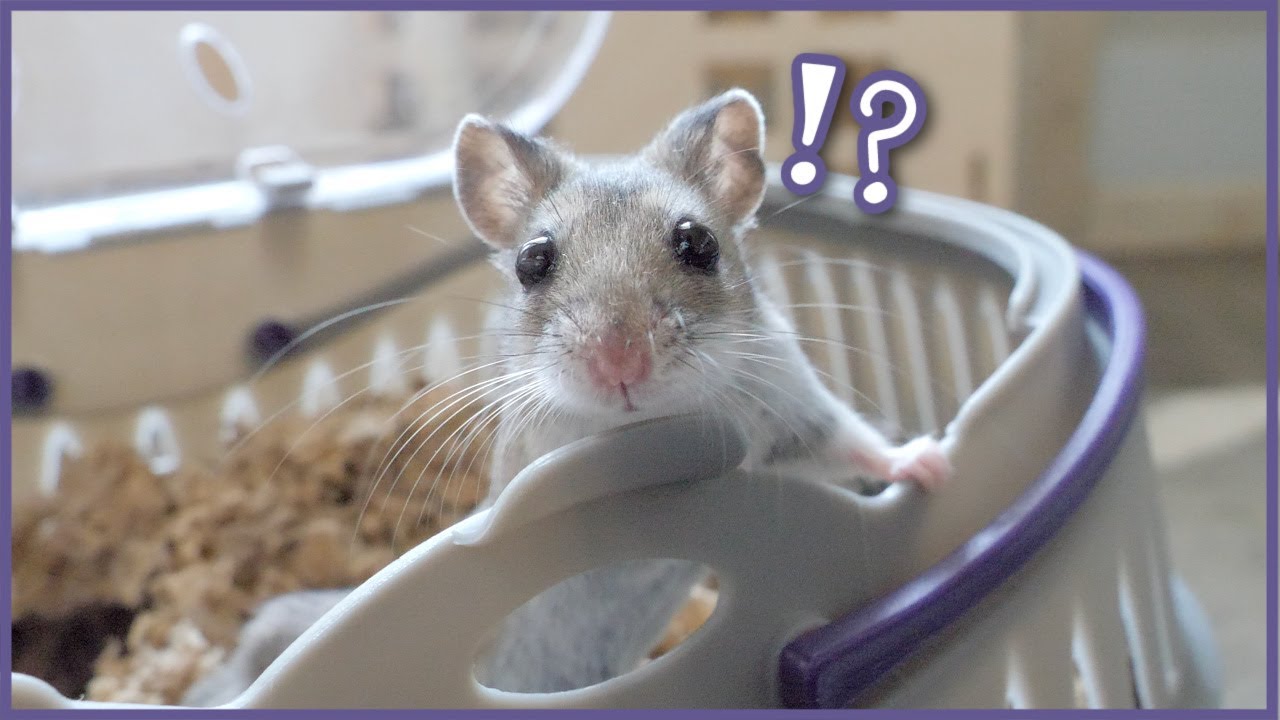 I got a Chinese Hamster?!