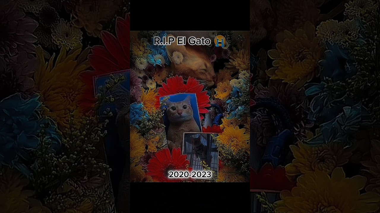 R.I.P. El Gato 😭 #meme #elgato #rip #cat #stickman44