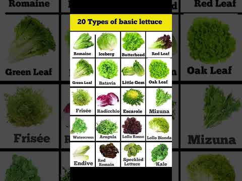 Salad lettuce name | Name of Salad lettuce #viral #shortvideo #short