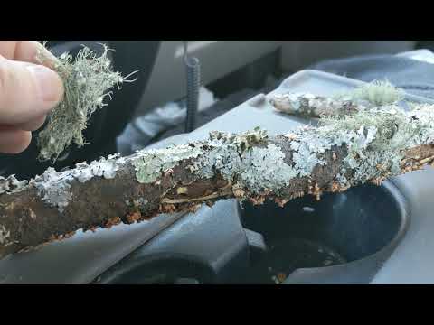 Edible lichens a great famine food! Usnea Nature's antibiotics!